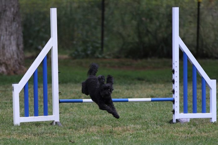 Agility Trial, CDC: Evening Agility, Jumping & Snooker Trial : Dogs ACT