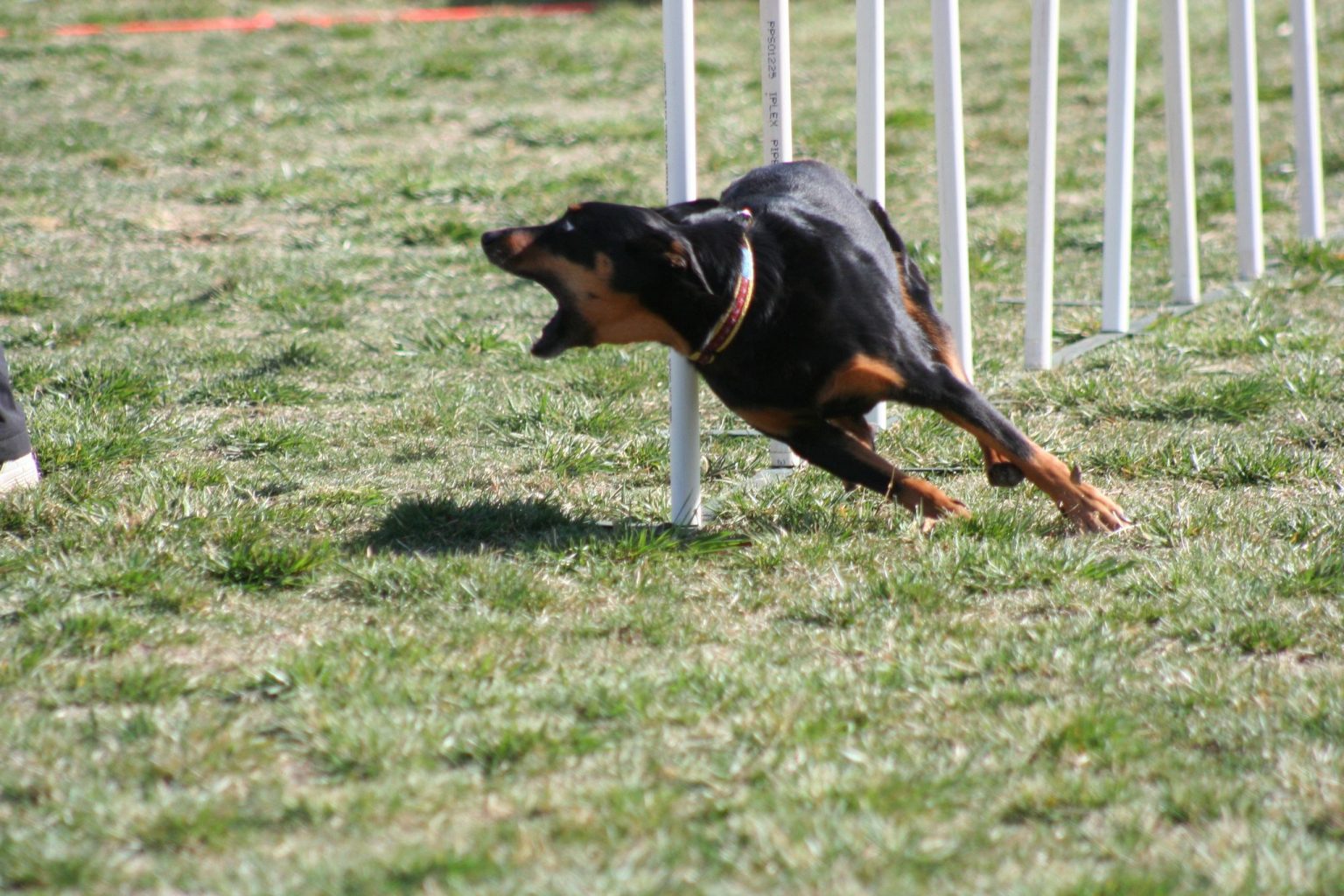 Agility Trial, TDTC : Dogs ACT